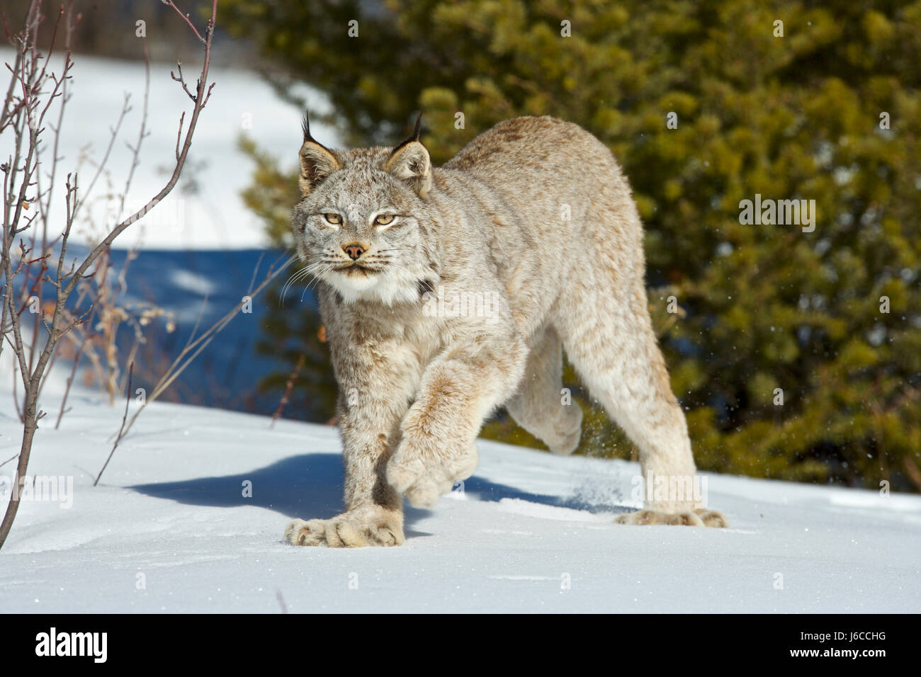Canadian Lynx, Lynx canadensis Stock Photo - Alamy