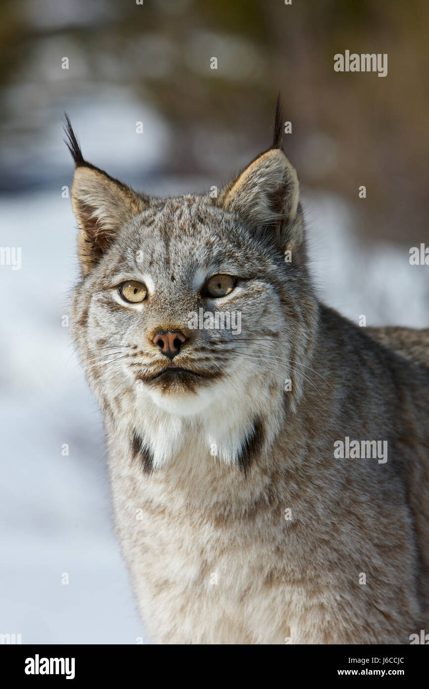 Canadian Lynx, Lynx canadensis Stock Photo - Alamy