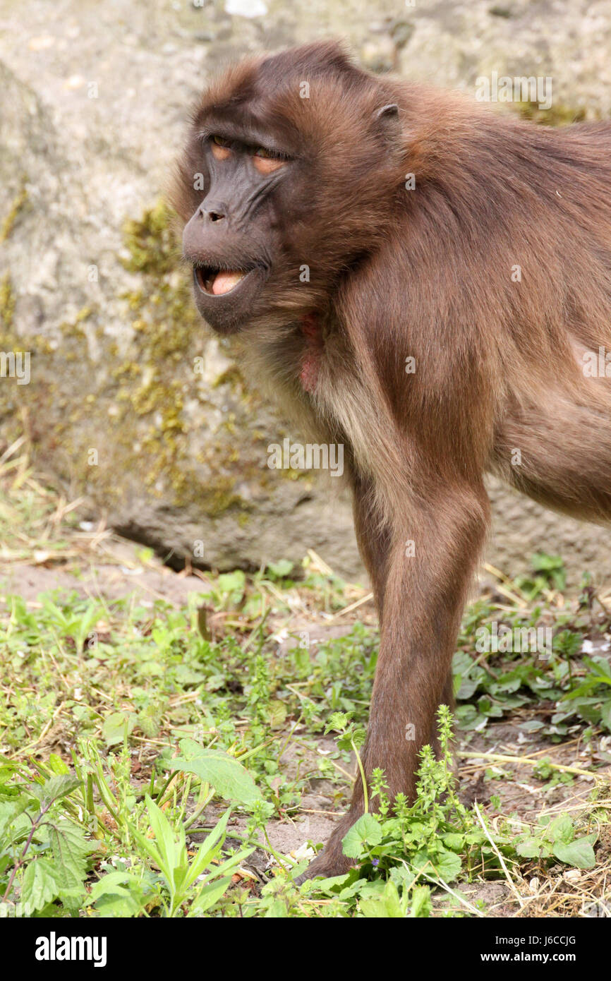 Dschelada hi-res stock photography and images - Alamy