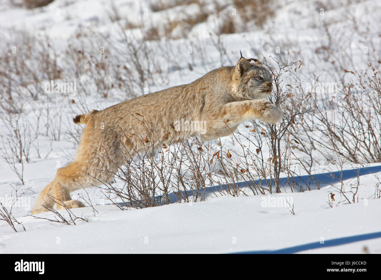 Canadian Lynx, Lynx canadensis Stock Photo - Alamy