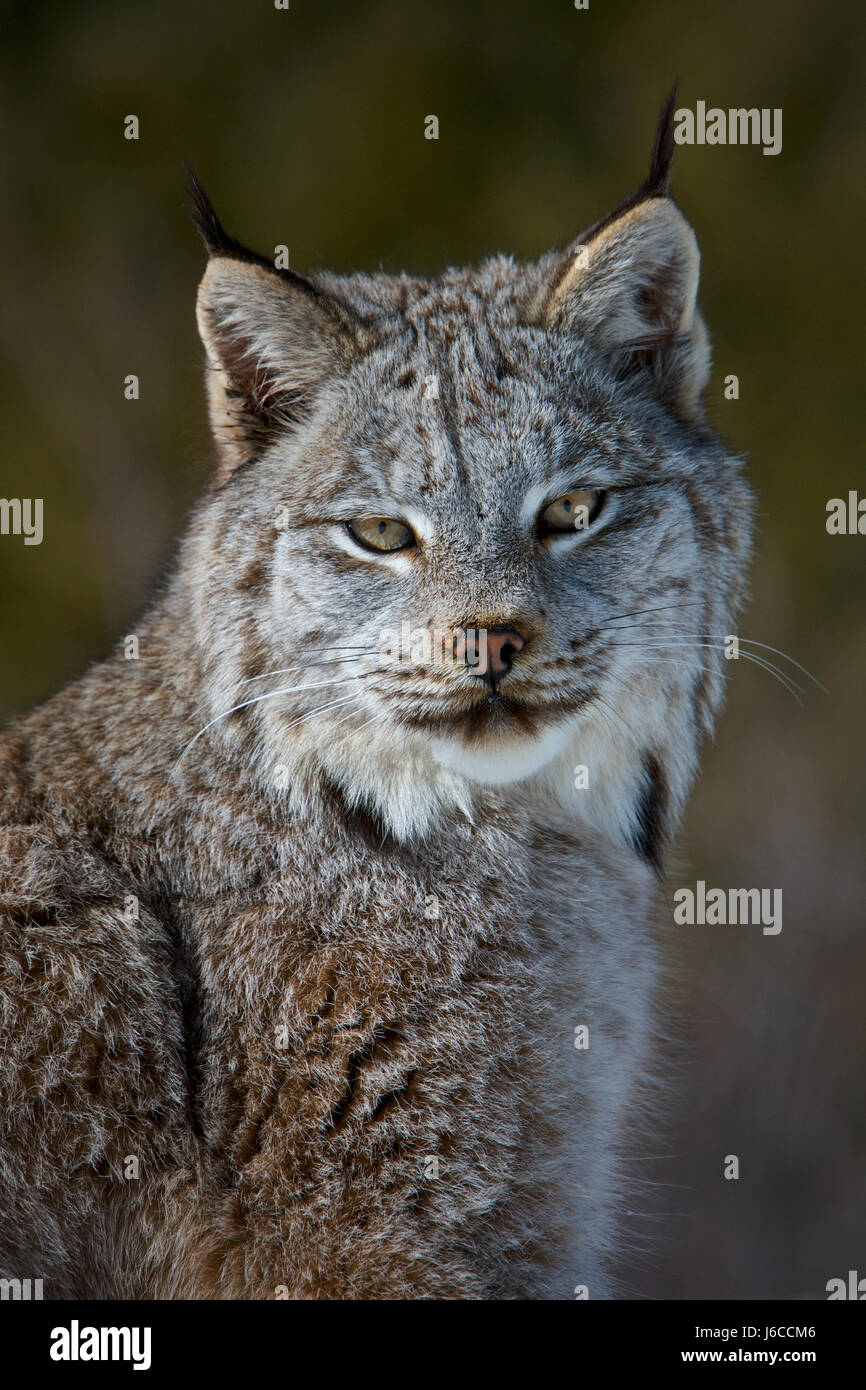 Canadian Lynx, Lynx canadensis Stock Photo - Alamy