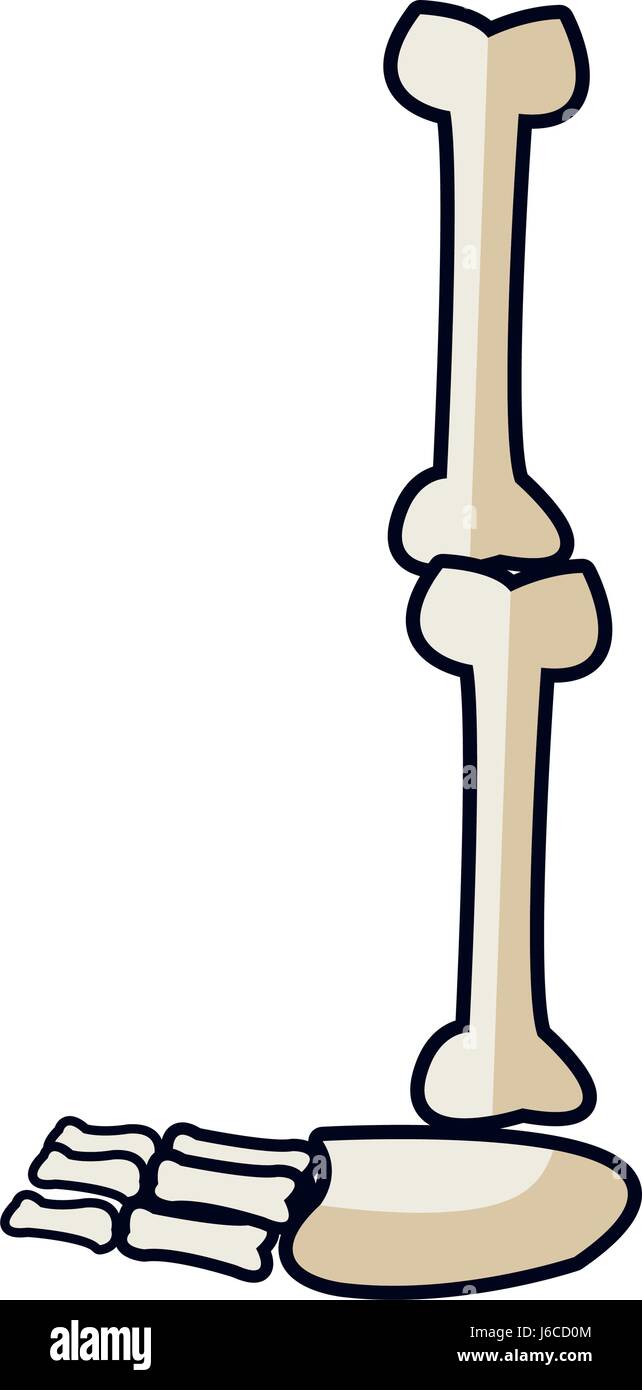 cartoon leg bone part skeleton comic Stock Vector Image & Art - Alamy