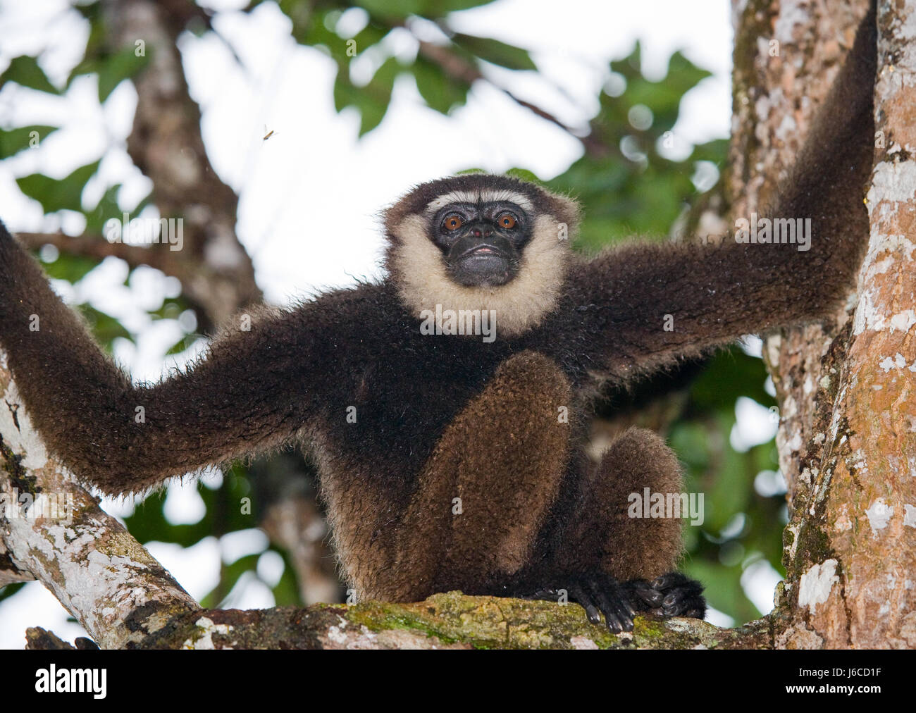 Jungle gibbon hi-res stock photography and images - Alamy