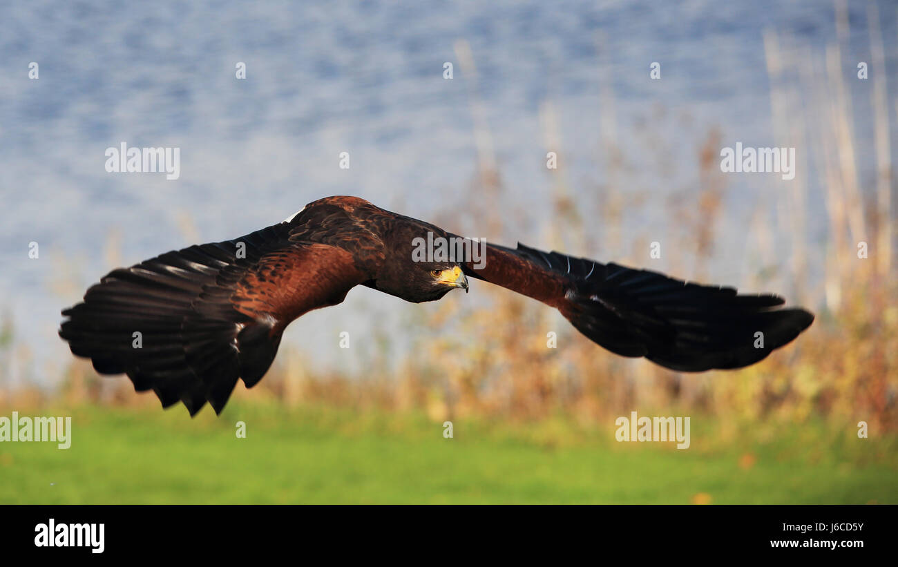 Harris Hawk in flight Stock Photo - Alamy