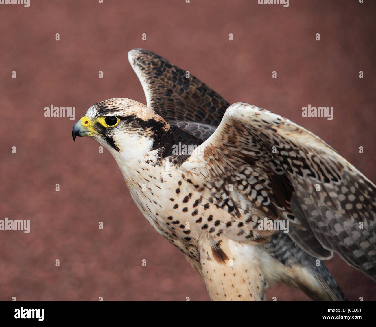 Falcon Wings Stock Photos & Falcon Wings Stock Images - Alamy