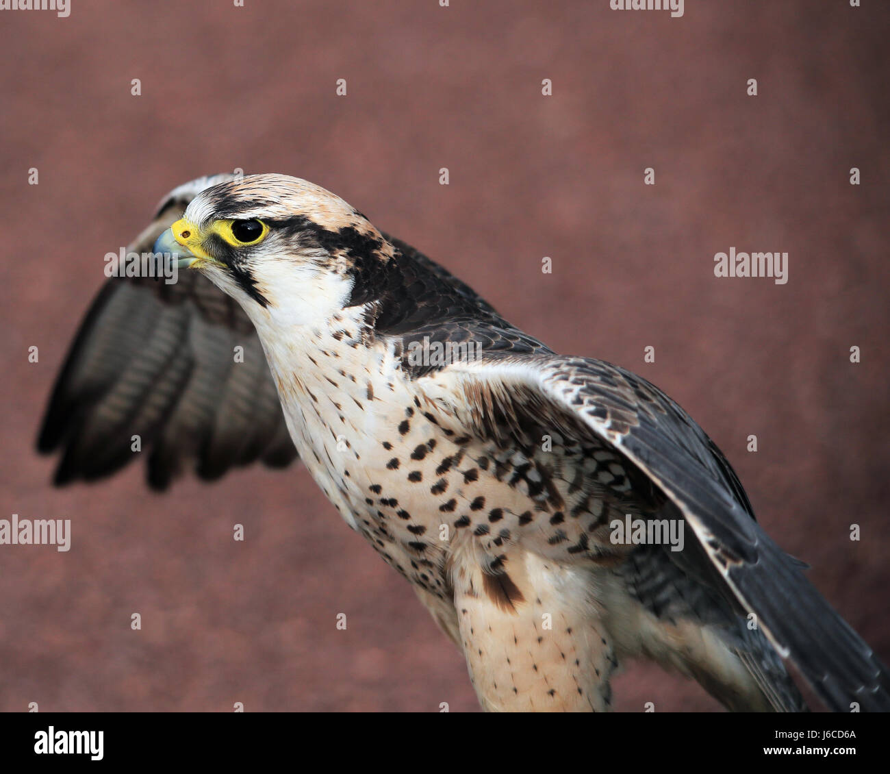 Laggar falcon hi-res stock photography and images - Alamy