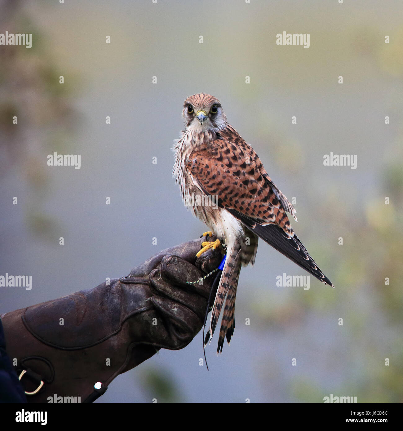 Common Kestrel, also known as European Kestrel, Eurasian Kestrel, Old ...