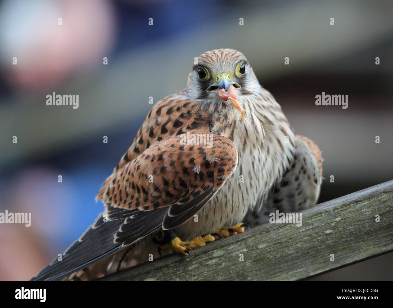 Perched old wold kestrel hi-res stock photography and images - Alamy