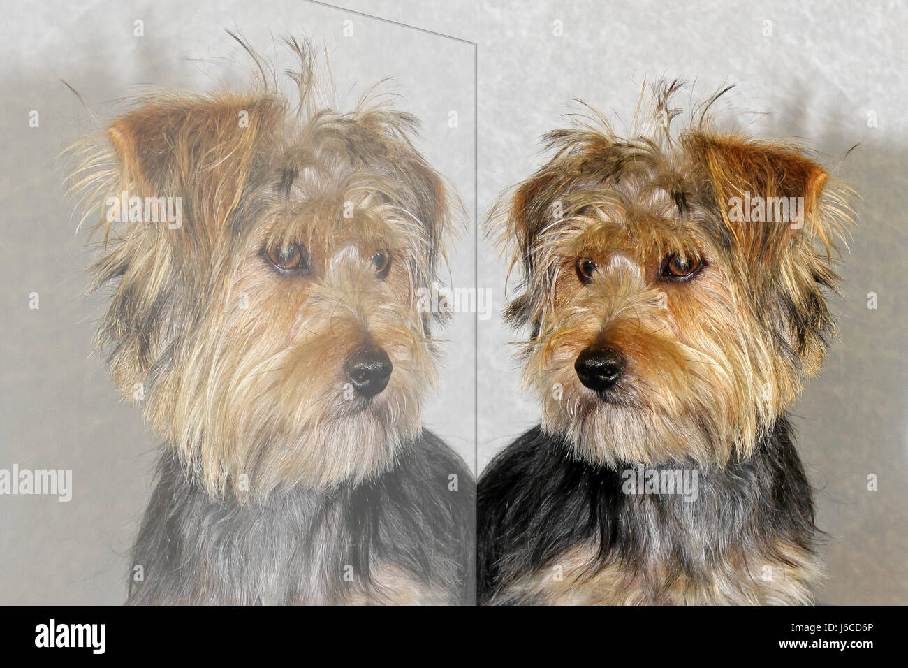 dog with reflection Stock Photo - Alamy