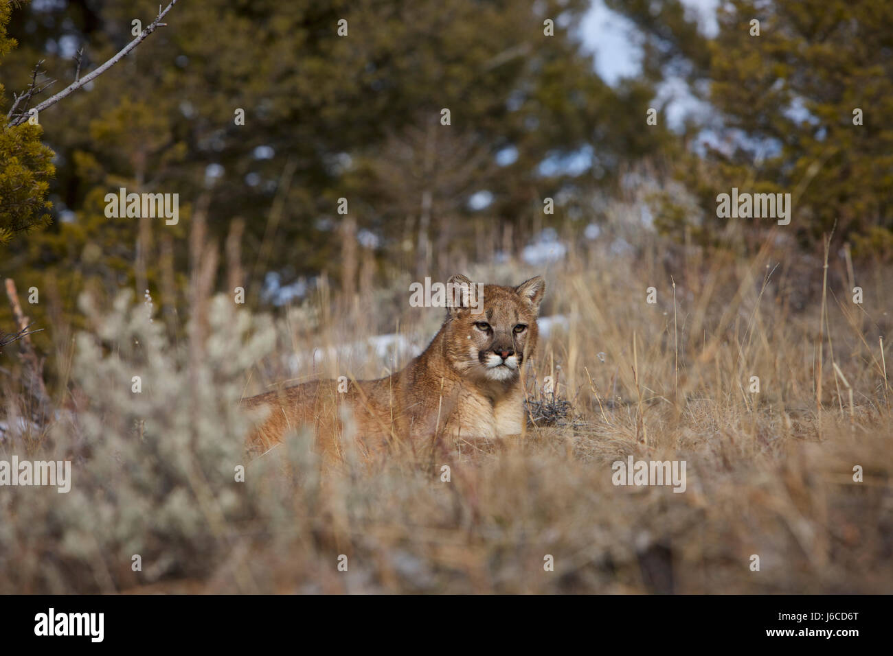cougar (Puma concolor), also commonly known as the mountain lion, puma ...