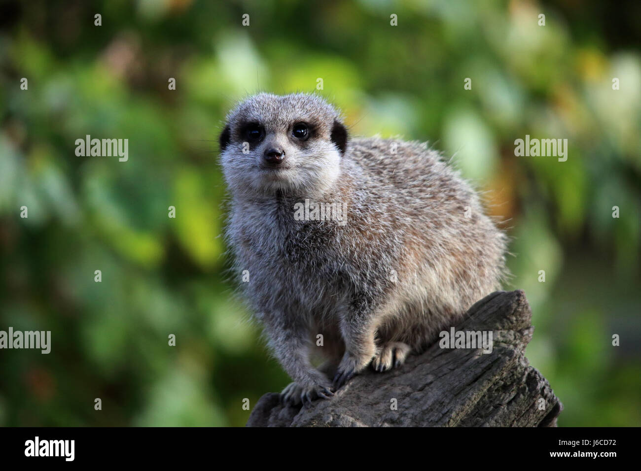Common Dwarf Mongoose, also known as Dwarf Mongoose, resting on a dead ...
