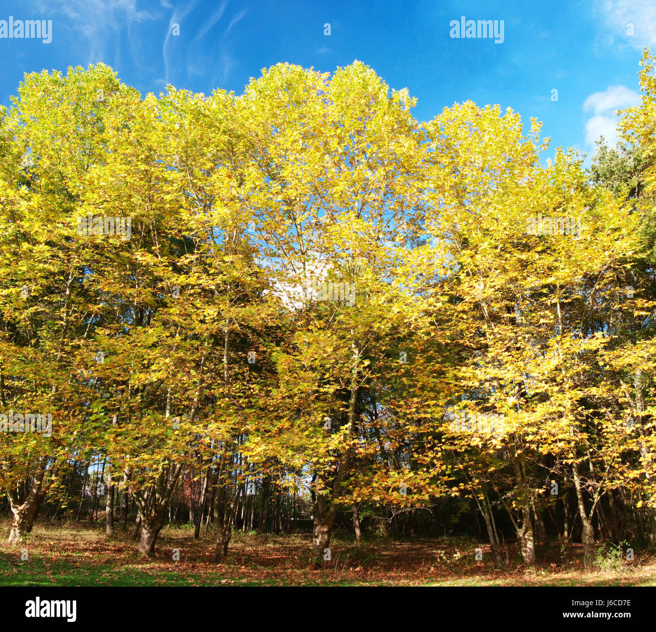 leaf environment enviroment tree oak outdoor plant nature fall autumn ...