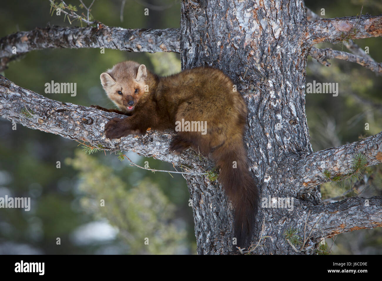 American marten or American pine marten, Martes americana Stock Photo ...