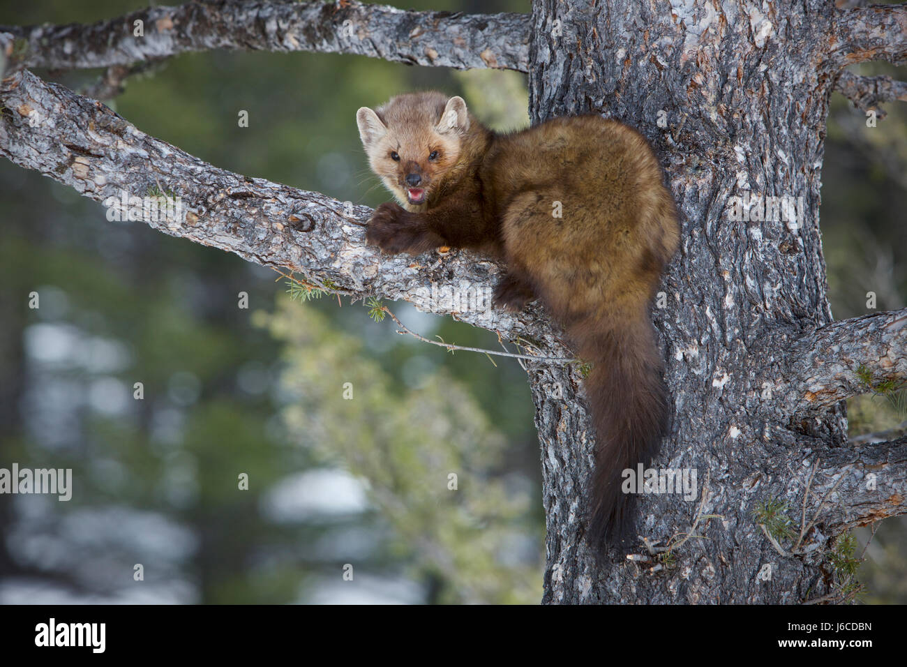 American marten hi-res stock photography and images - Alamy