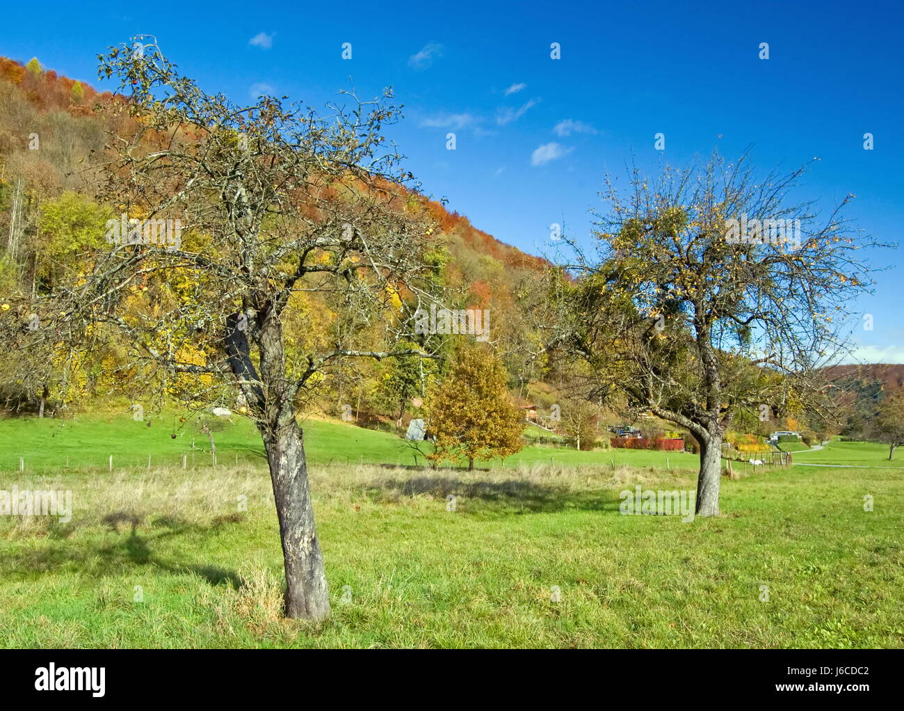 apple tree apples apple apple trees scenery countryside nature fall ...