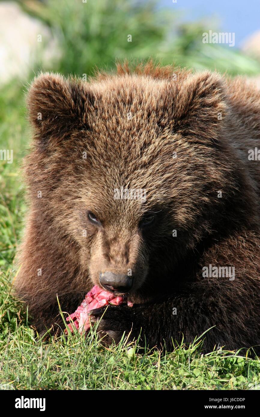 prey booty to gorge engulf devour animal child puppies food aliment ...