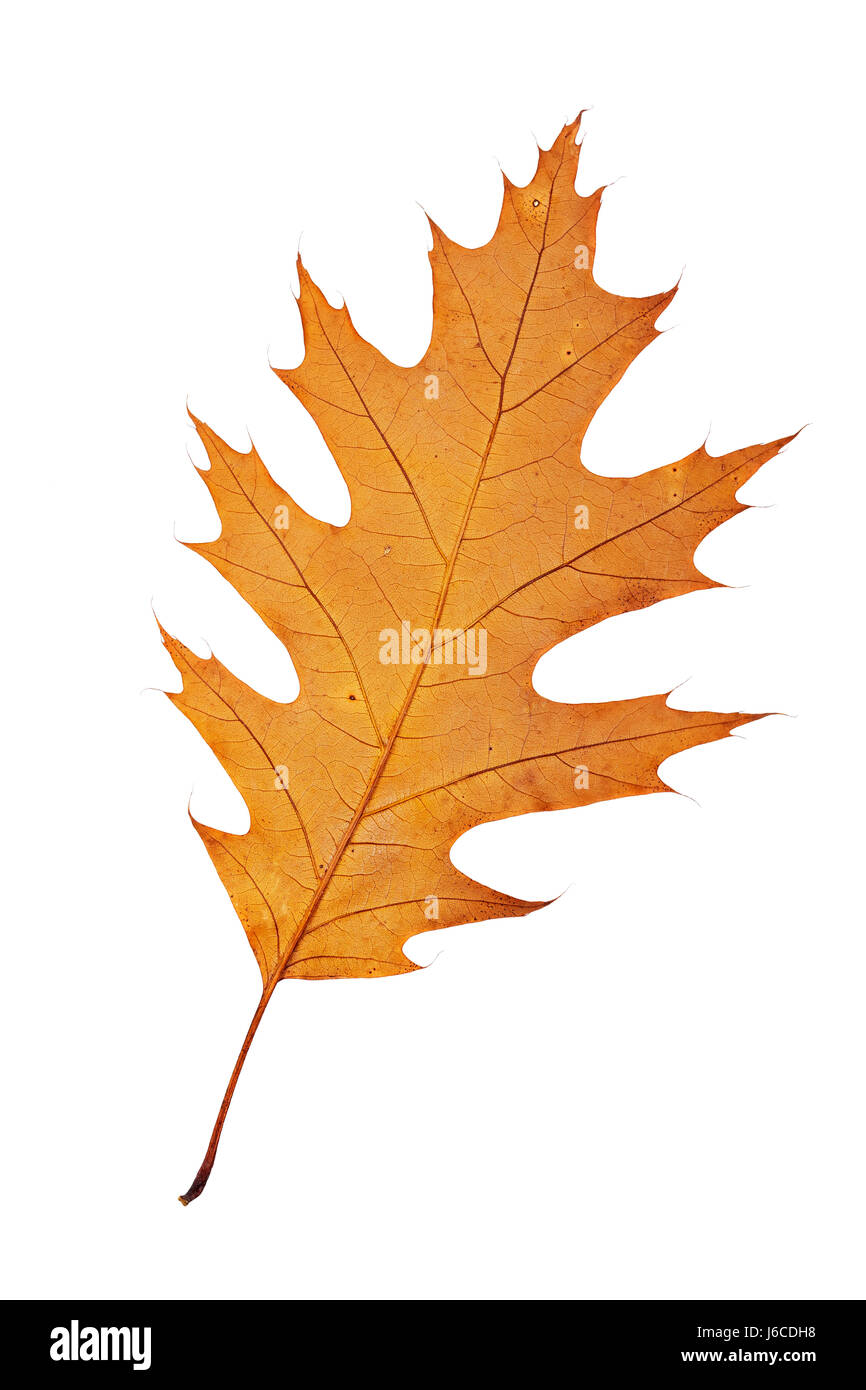 leaf object environment enviroment isolated leaves autumnal golden ...