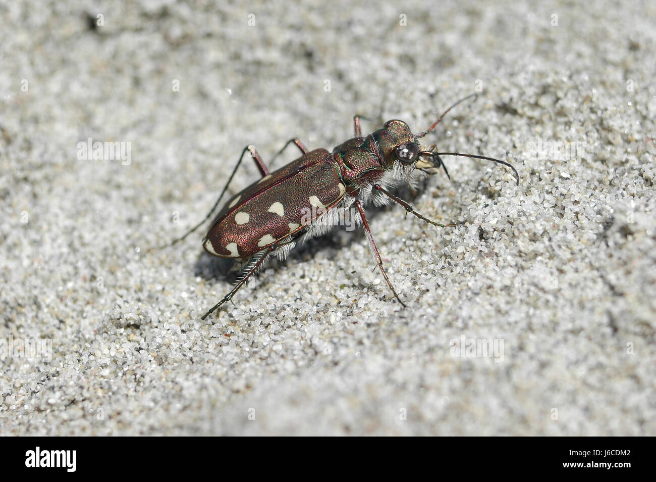 beetle dunes rare periled sardinia protected sheltered insect fauna ...