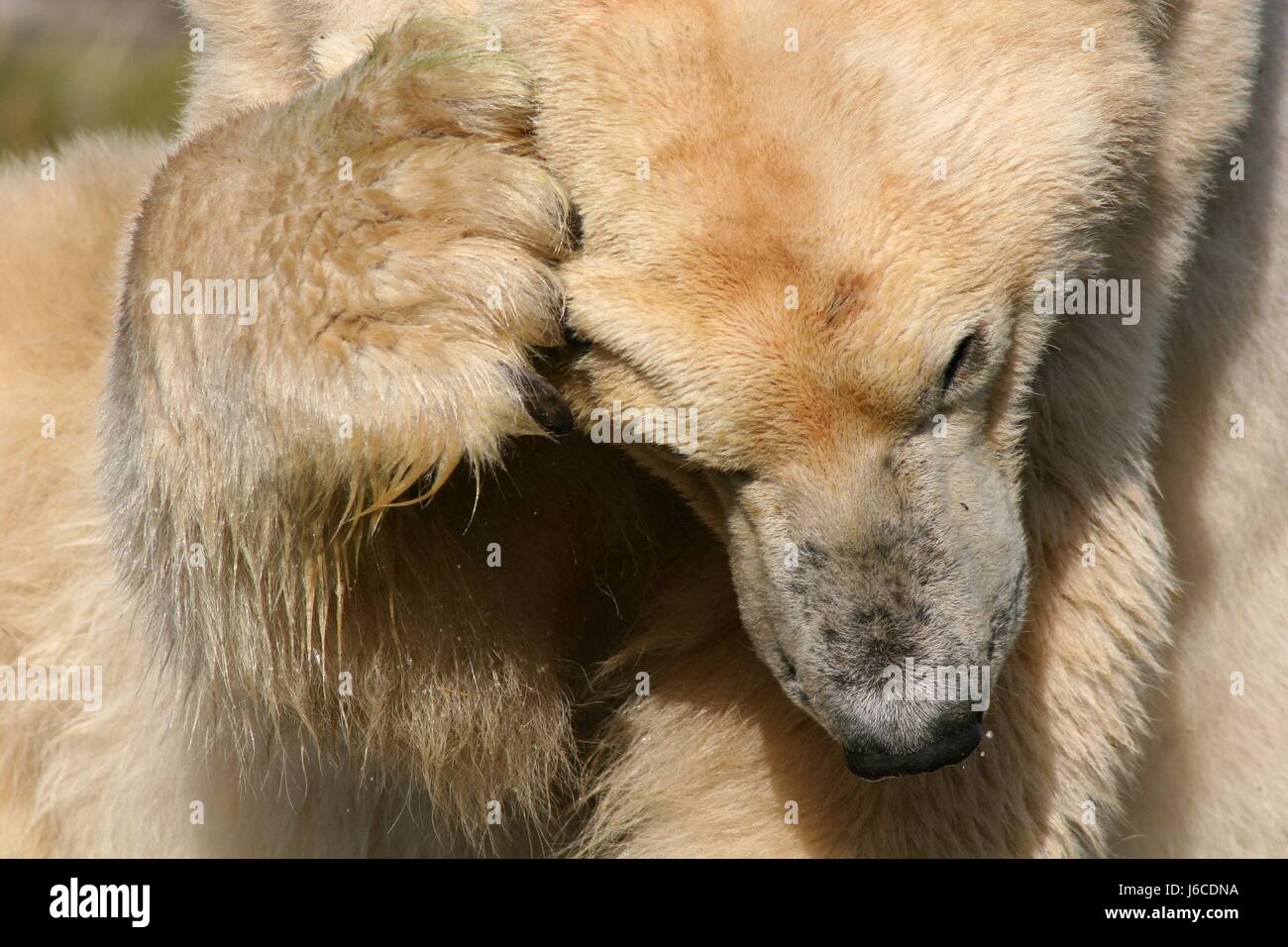 polar bear with a headache Stock Photo - Alamy