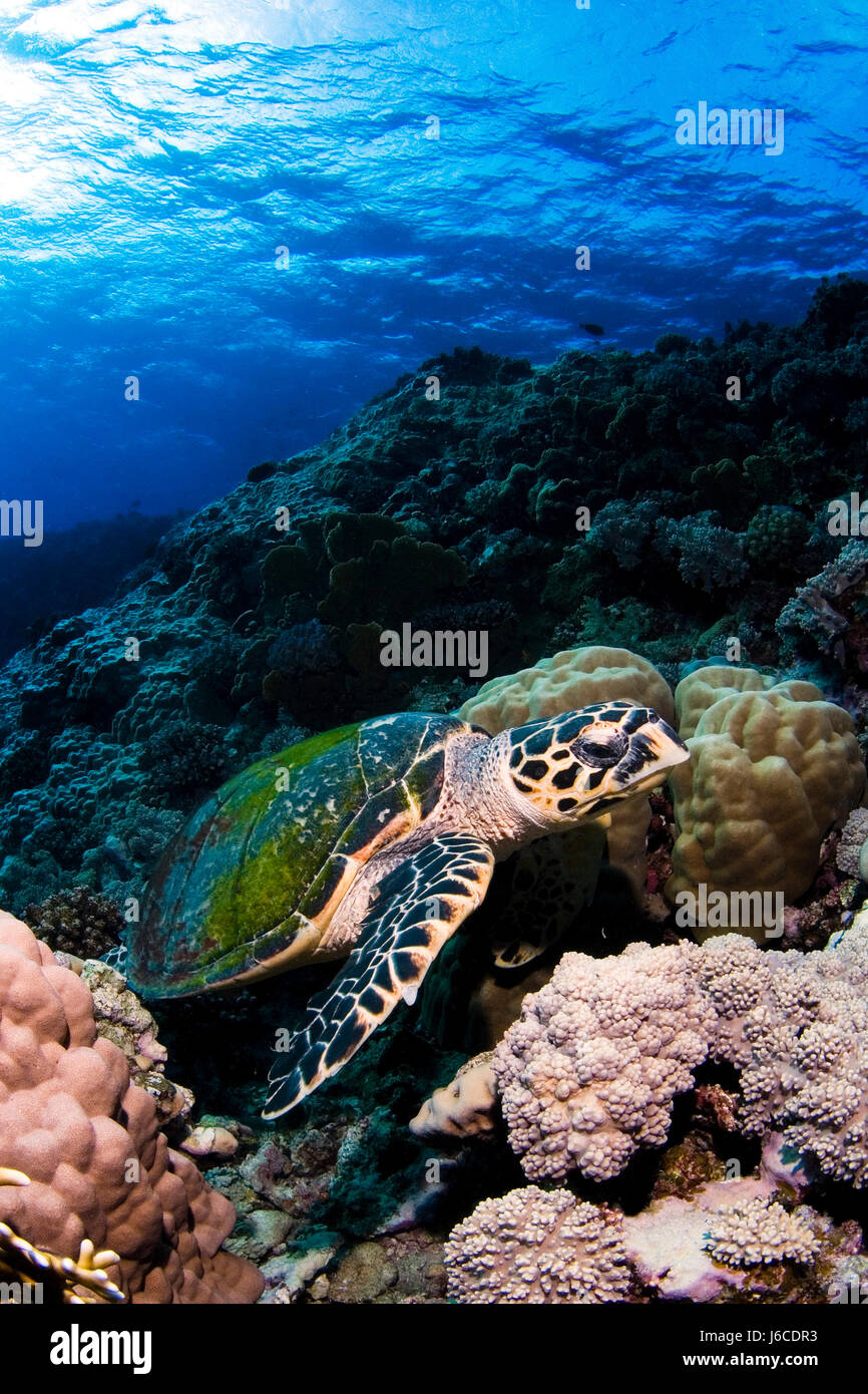 underwater egypt salt water sea ocean water turtle tortoise underwater ...