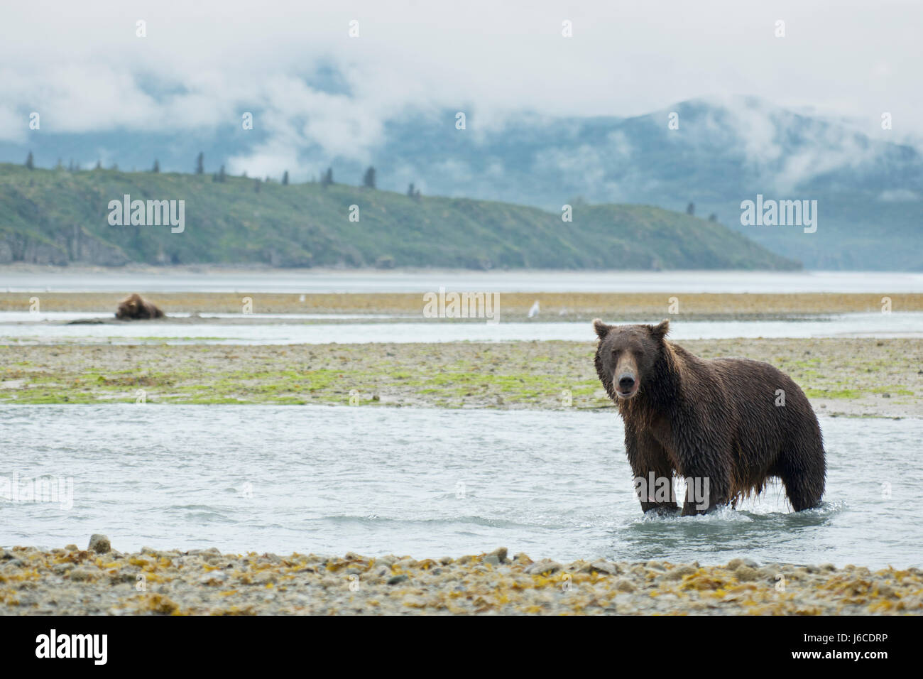 Alaskan Brown Bear, Ursus arctos alascensis, Katmai, Alaska Stock Photo ...