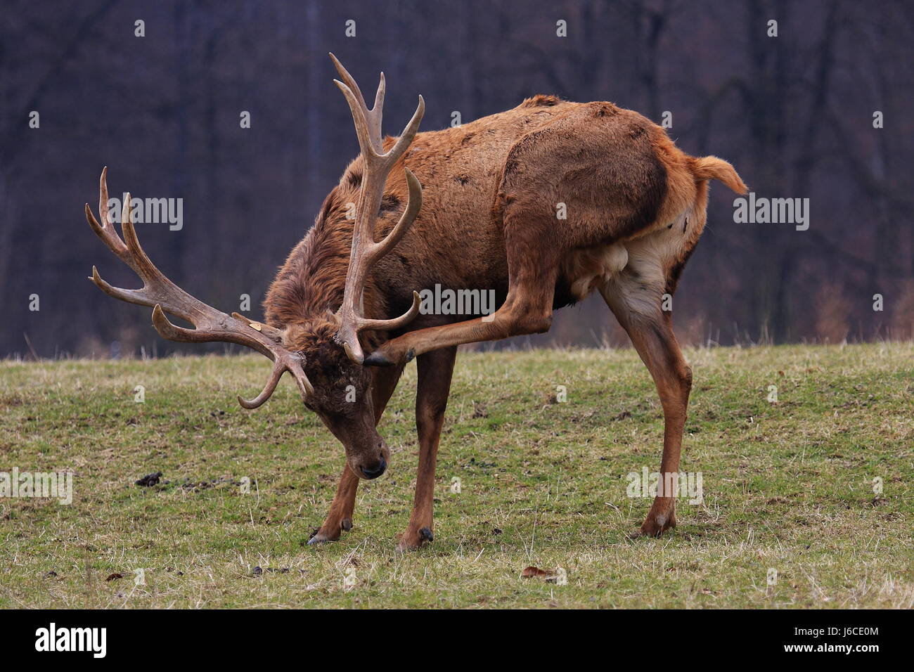 hunt deer stag hoofed animal ruminant hart stag strong skin spring hunt ...