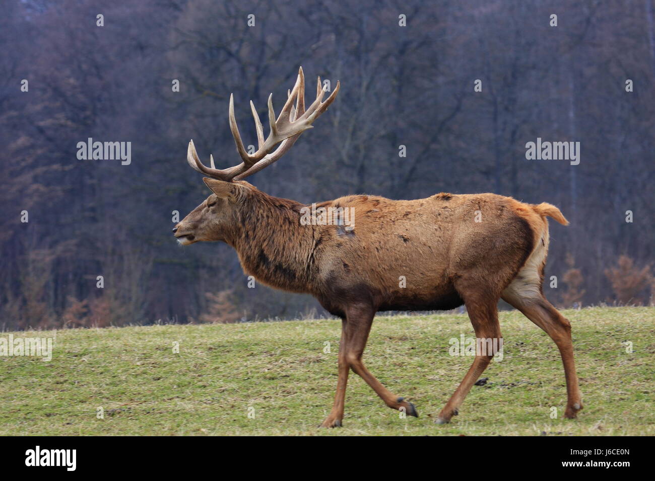 horns deer stag hoofed animal ruminant hart stag strong skin spring ...