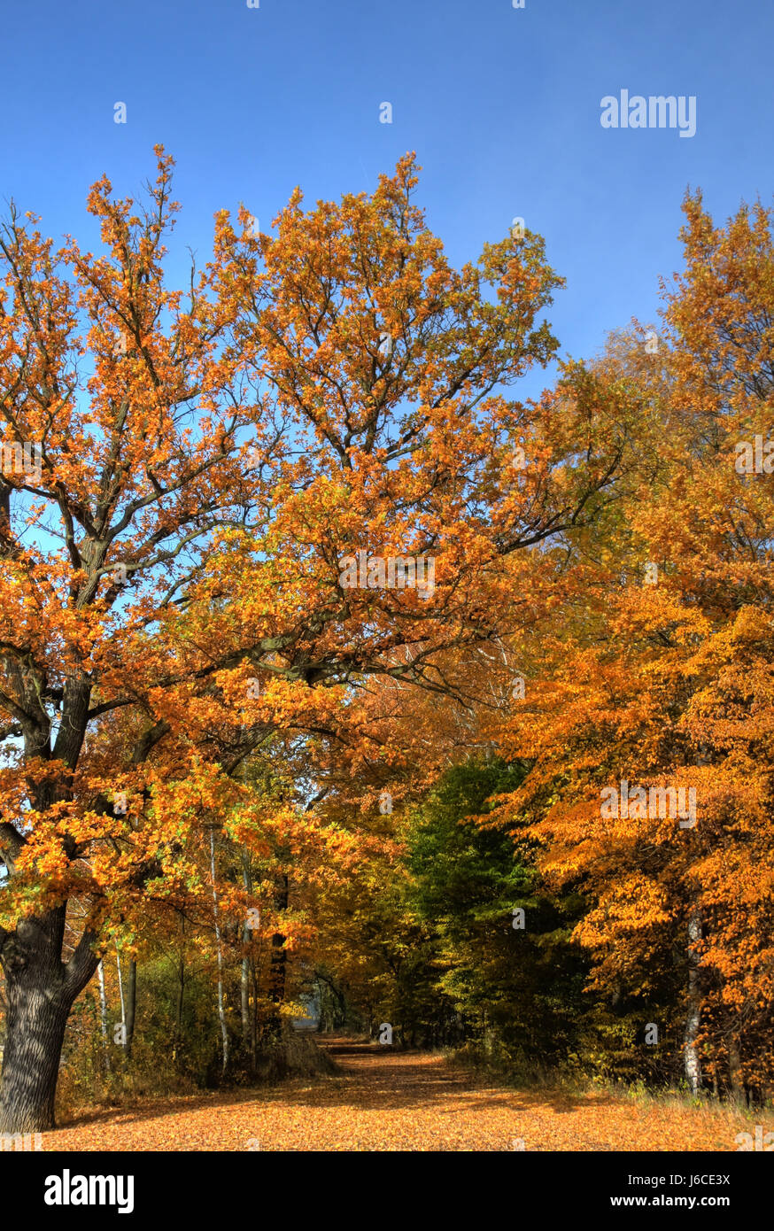 Deciduous Forest Maple Tree