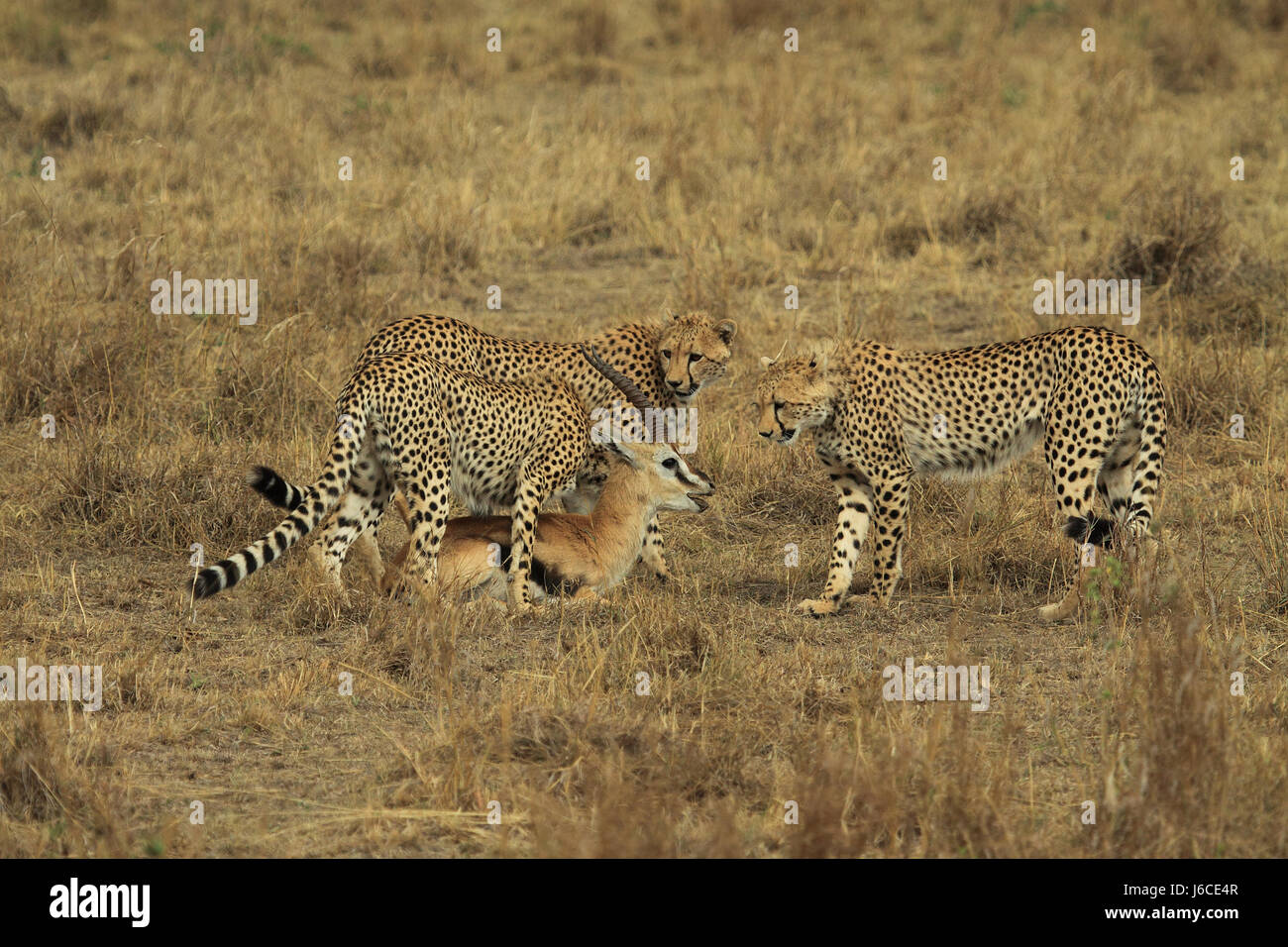 cheetahs while fishing Stock Photo - Alamy
