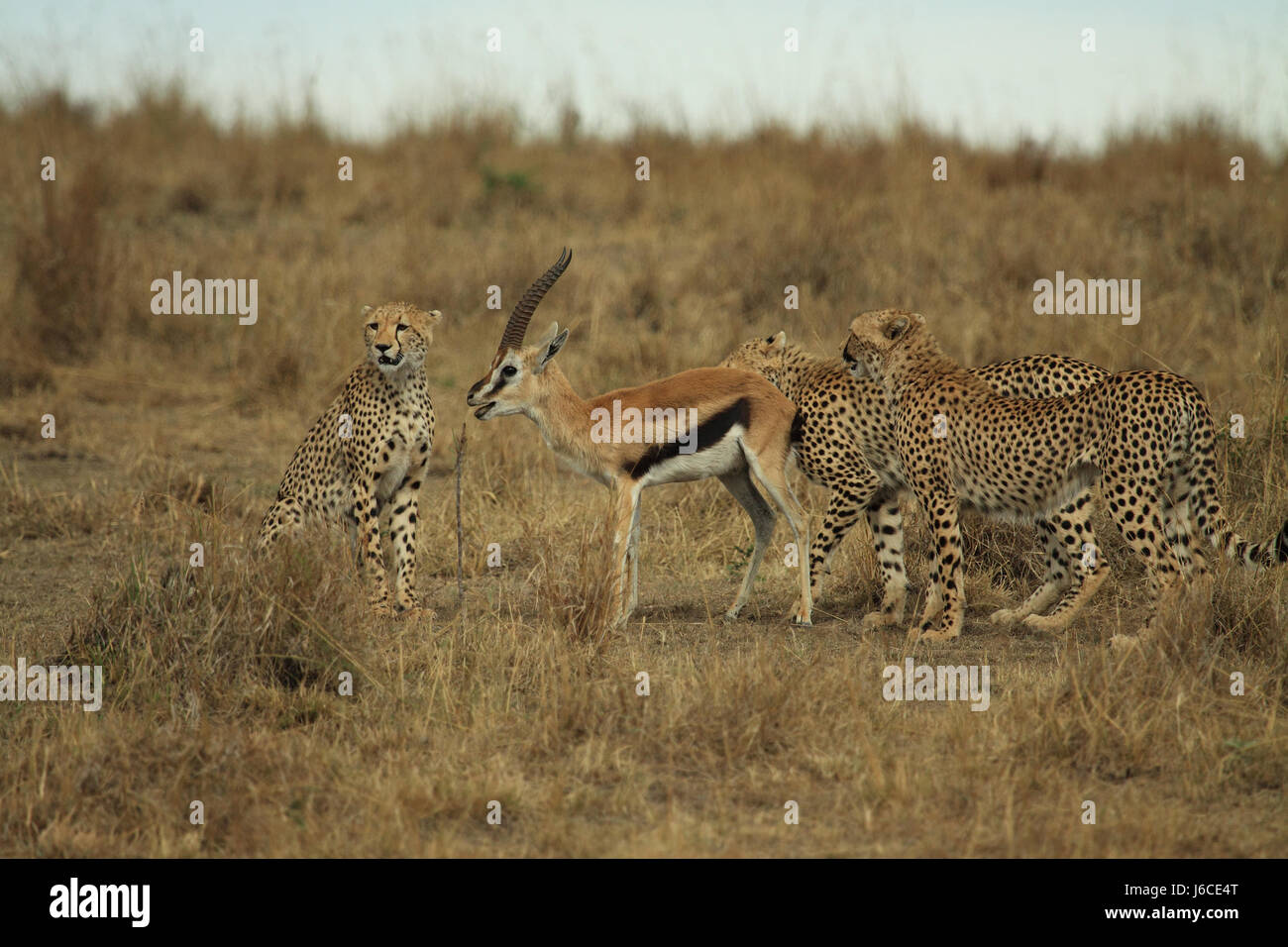 Cheetah Chasing Gazelle Drawing
