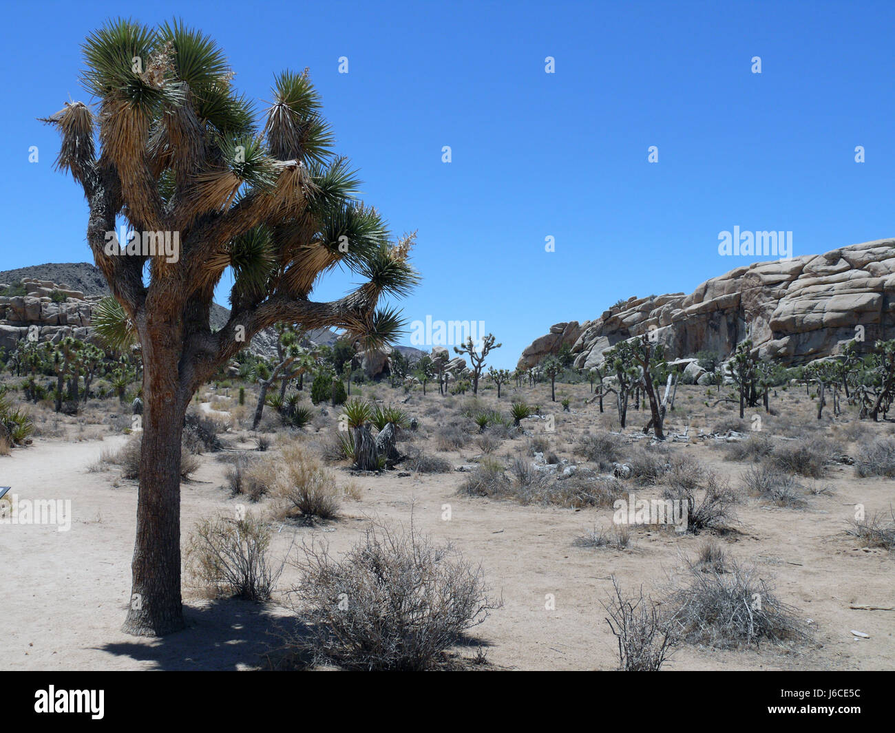 tree desert wasteland national park america scenery countryside nature ...