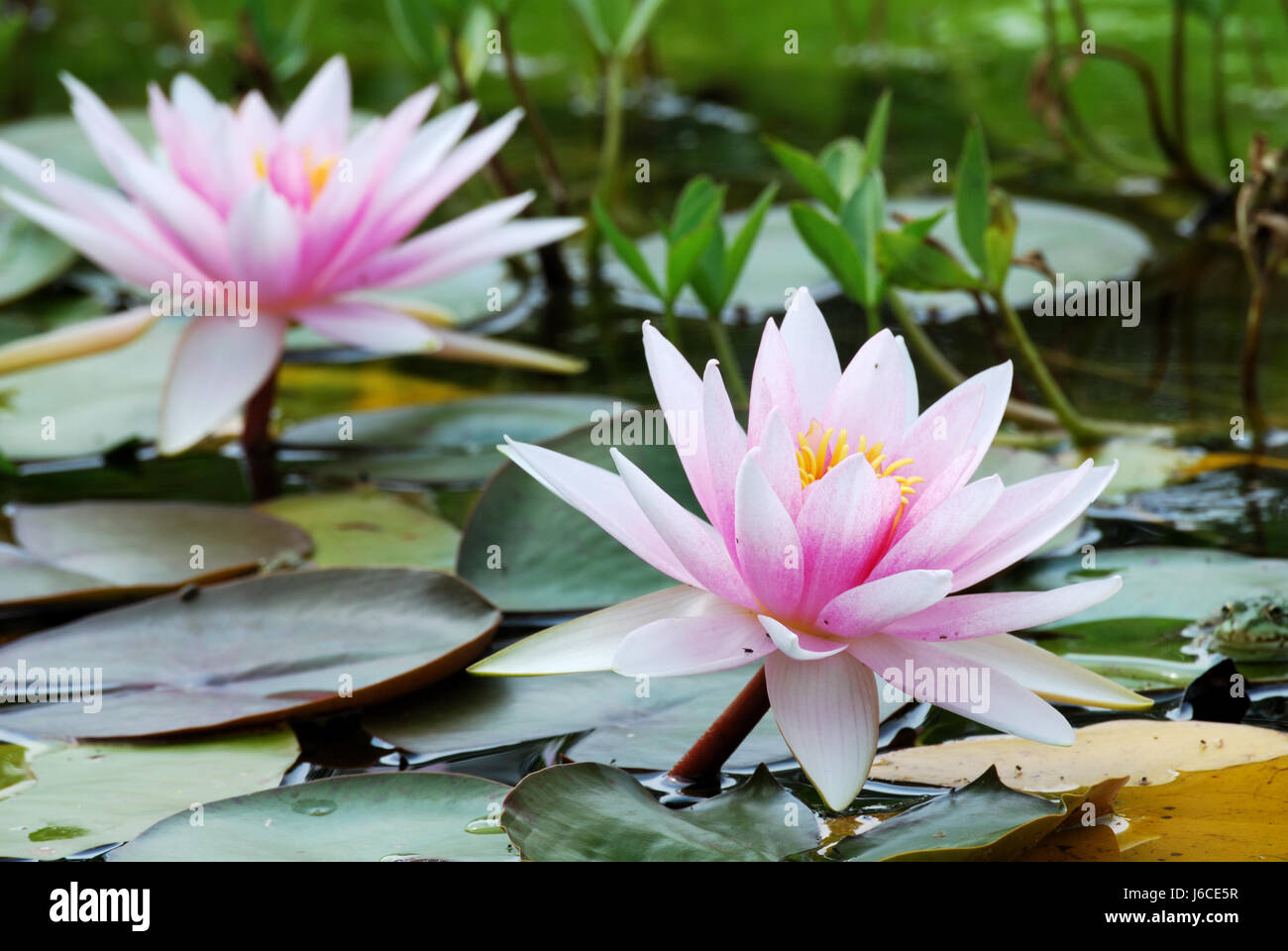 flower flowers plant dapper accosting pretty prettily prettier ...