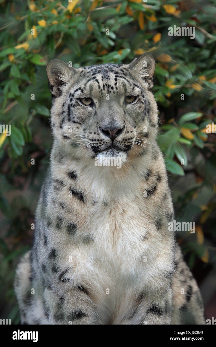 mammal lone wolf portrait big cat feline predator predator periled ...
