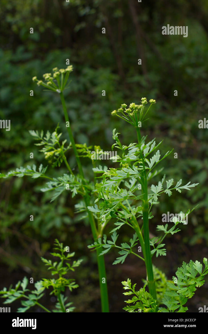 Hemlock water dropwort hi-res stock photography and images - Alamy