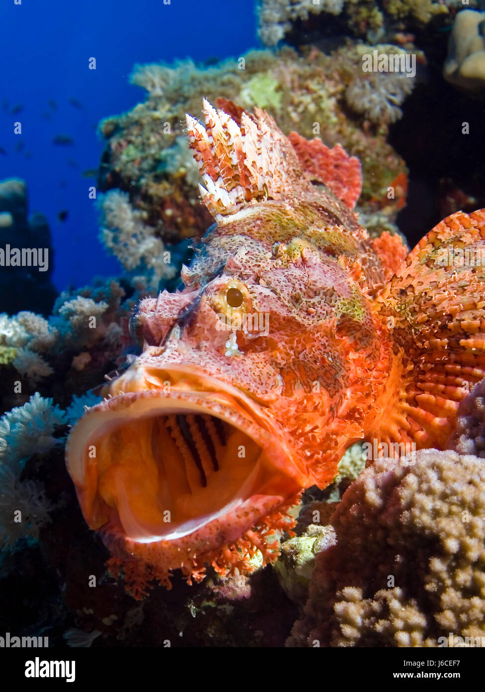 egypt reef fish egypt dive reef drachenkopf scorpena gypten ...