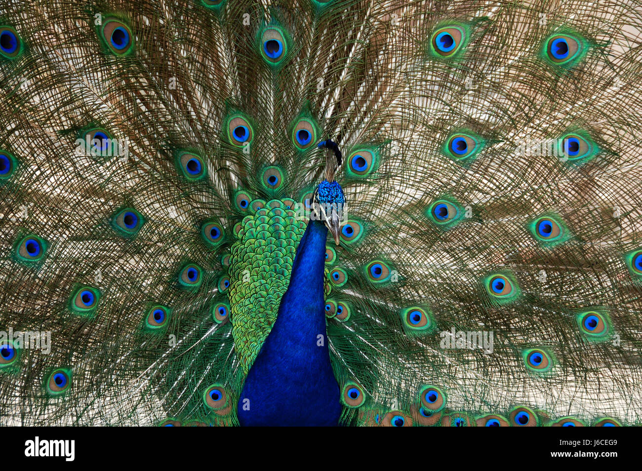 Peahen bird hi-res stock photography and images - Alamy