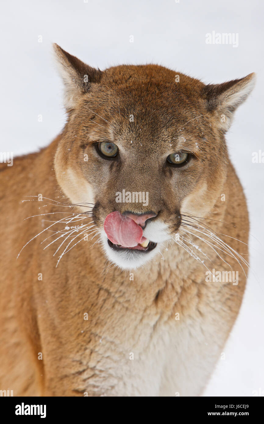 cougar (Puma concolor), also commonly known as the mountain lion, puma ...