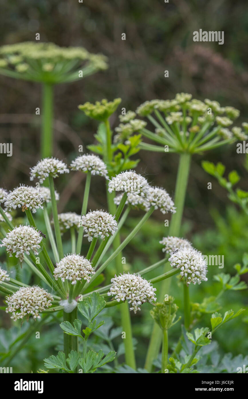 Hemlock water dropwort flowering hi-res stock photography and images ...