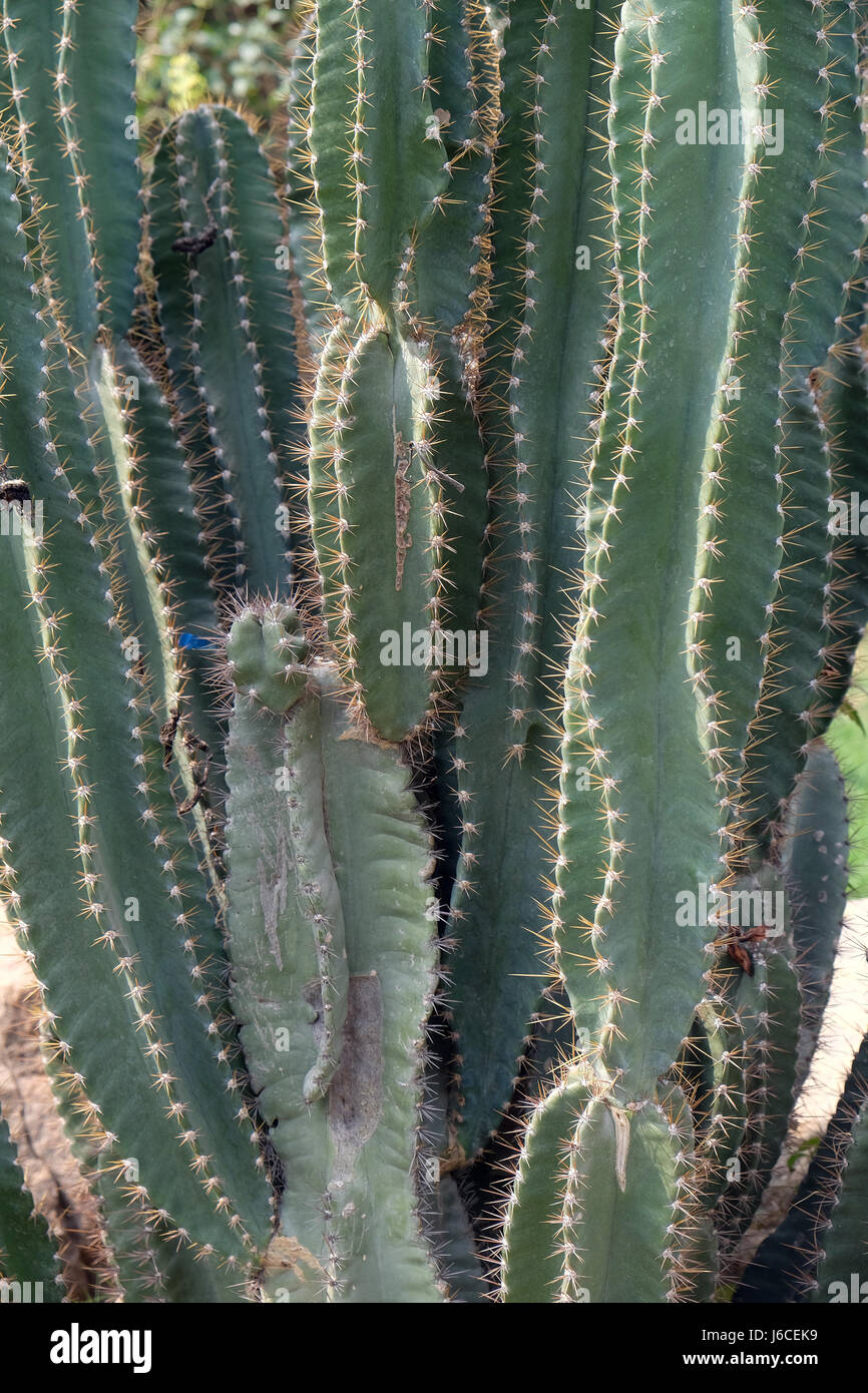 India cactus hi-res stock photography and images - Alamy