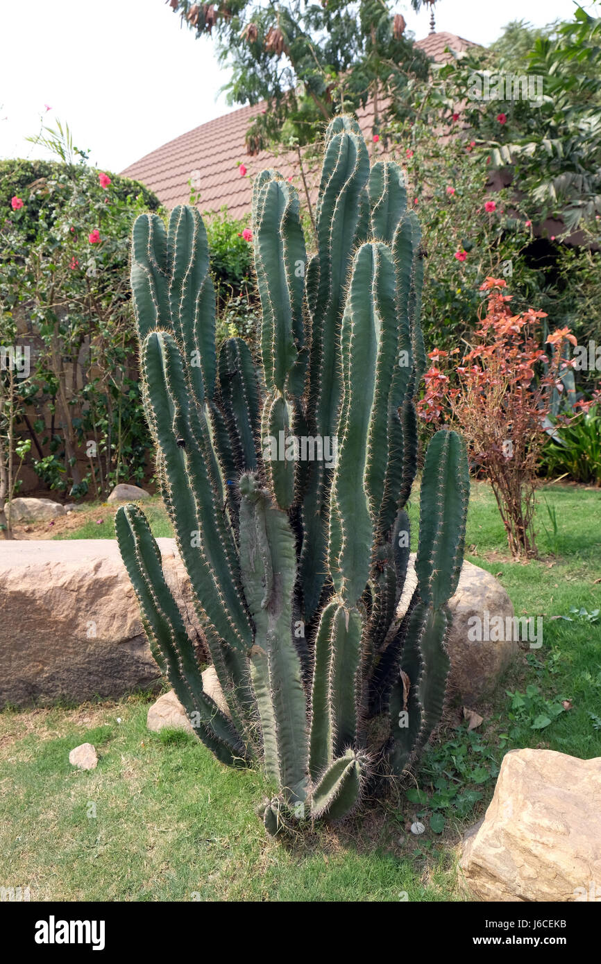 India cactus hi-res stock photography and images - Alamy
