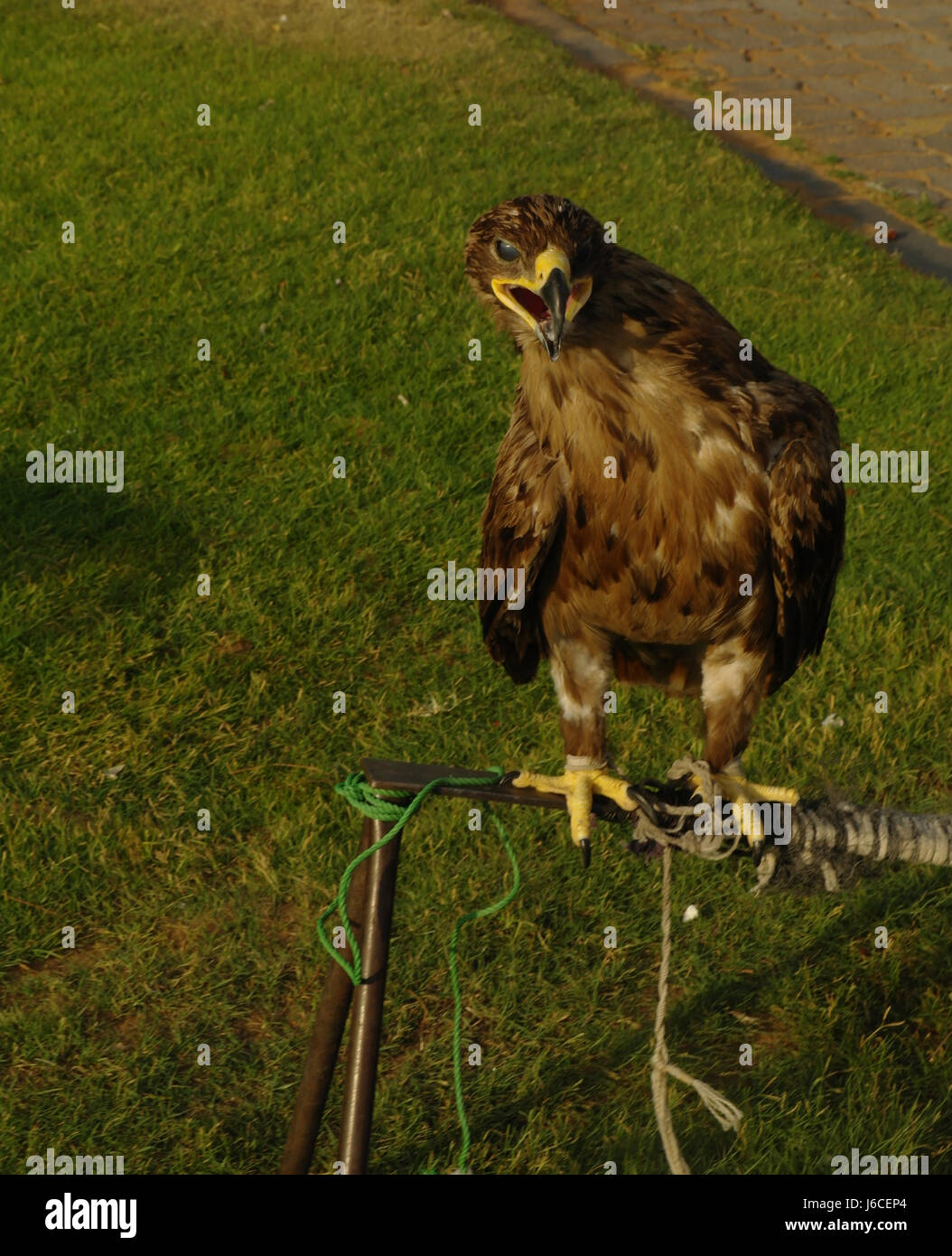 Common Buzzard, head to one side, looking forward, beak open, standing ...