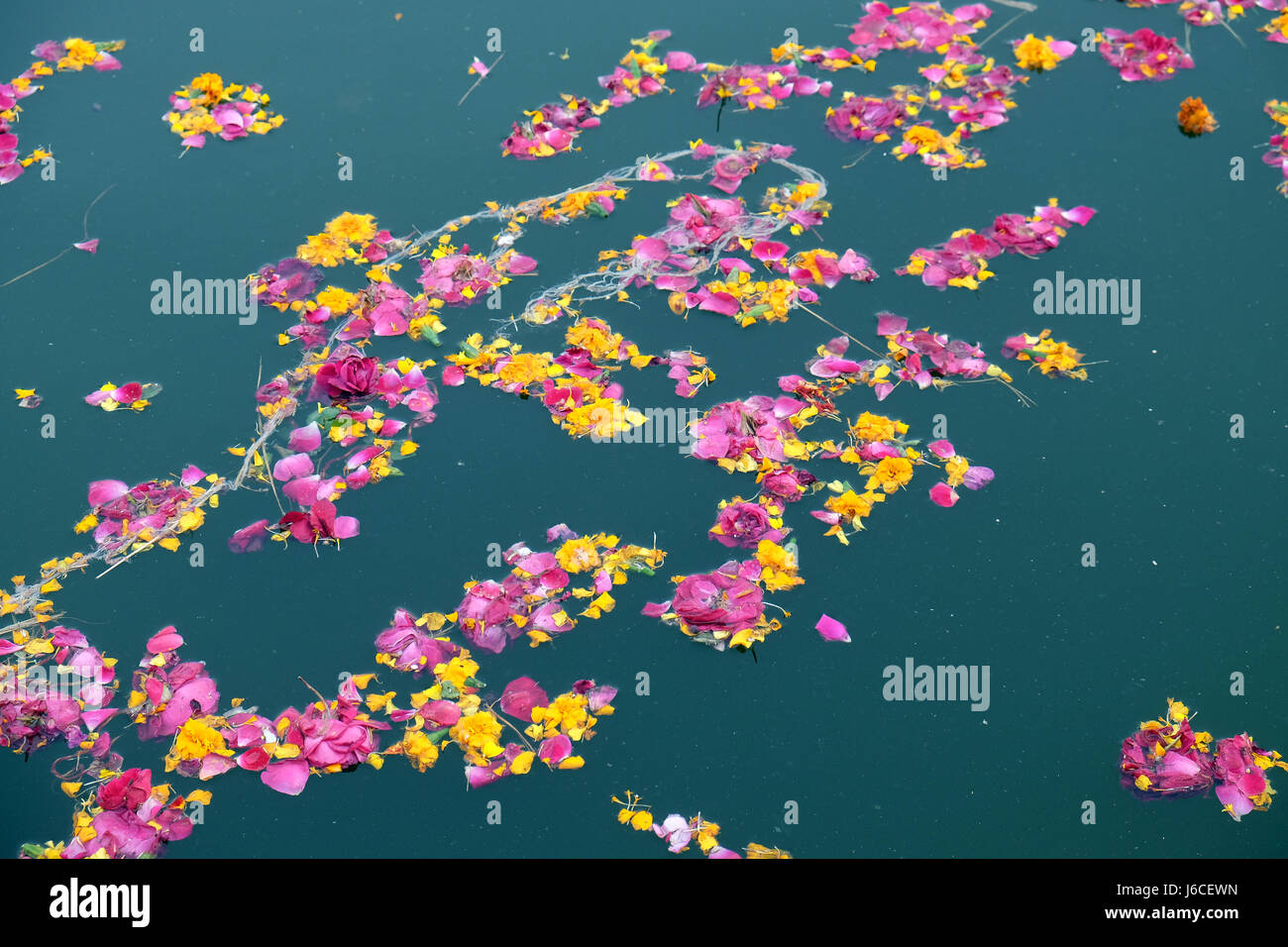 Colourful floral offerings, petals, flowers and garlands, floating in ...