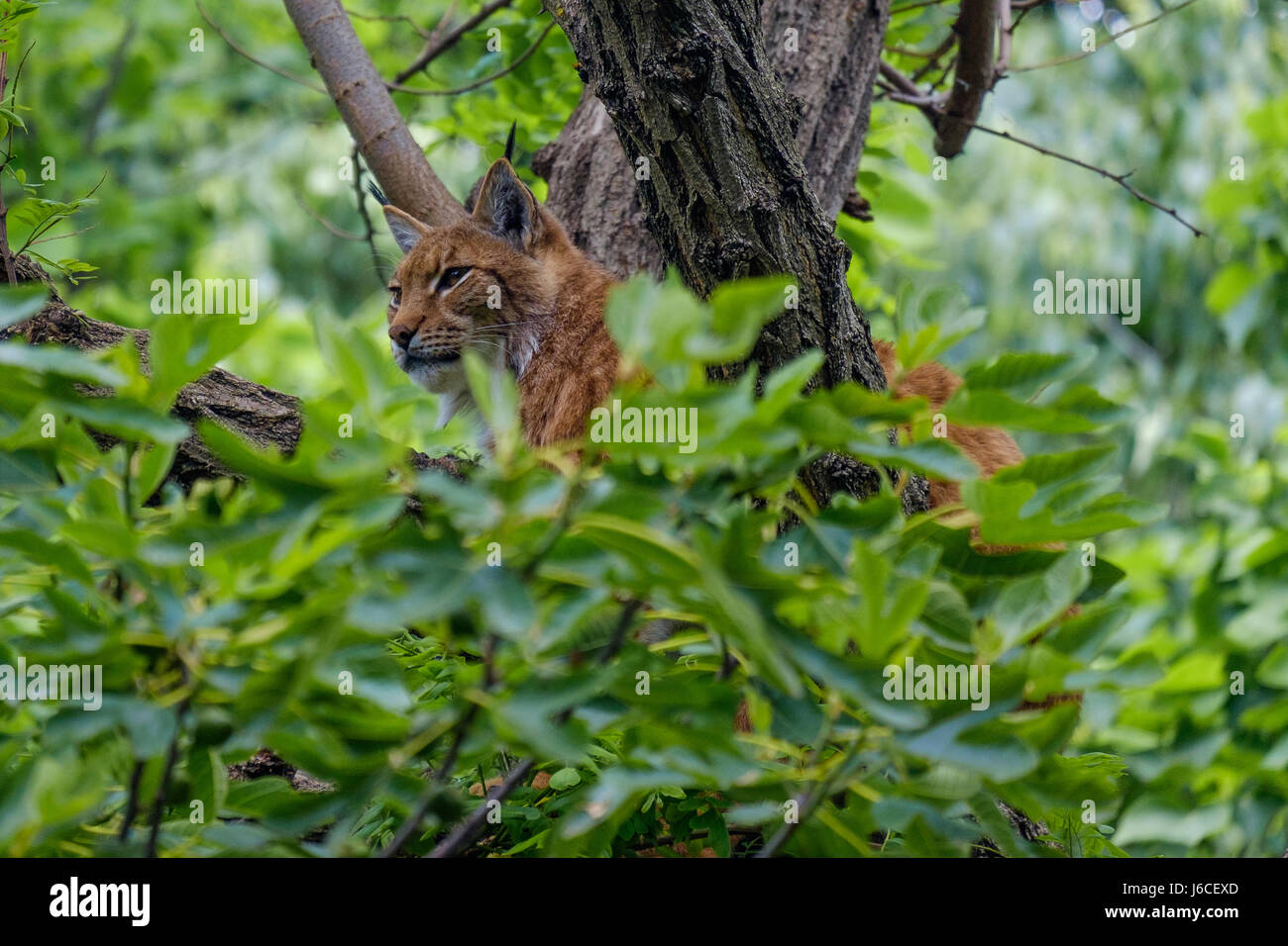 Eurasian lynx climbing on a tree hidden between the leaves Stock Photo ...