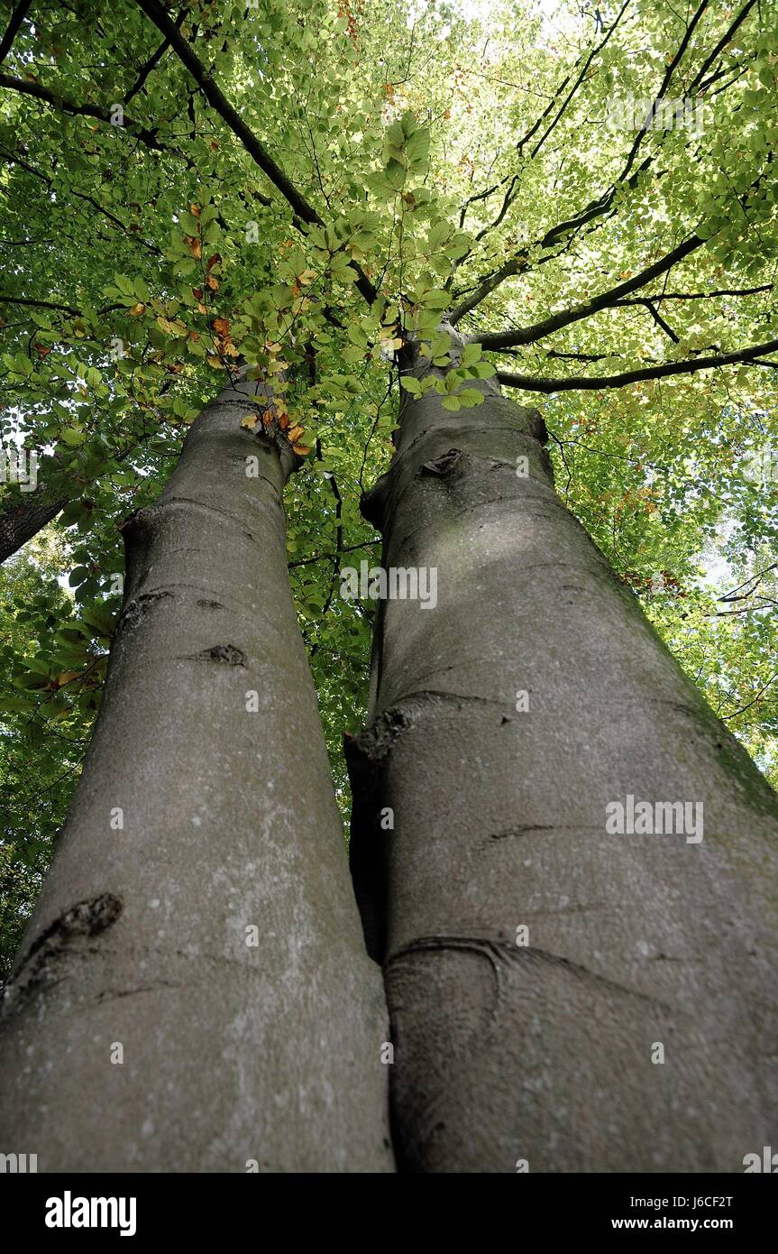 tree beech forest nature trunk book tree trees green beech forest two ...