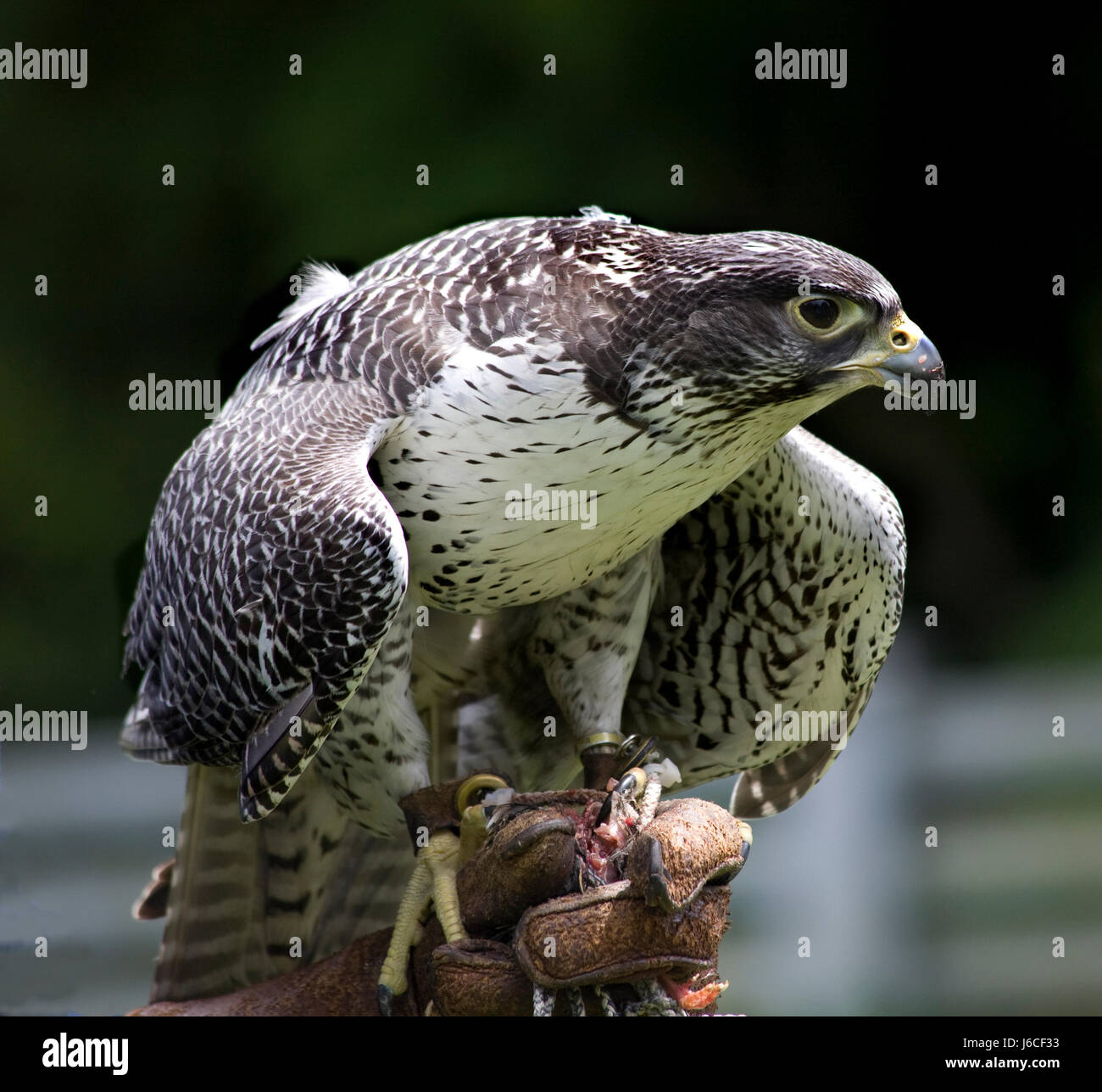 falcon bird hunter falcon raptor birds of prey beak wildlife prey booty ...
