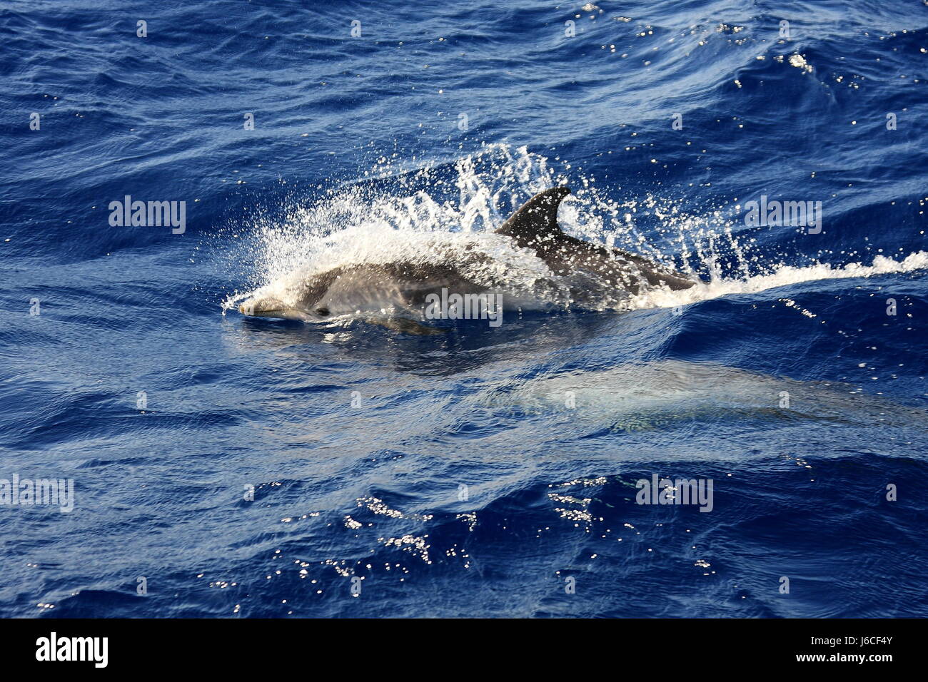 mammal fish water mediterranean salt water sea ocean porpoise dolphin ...