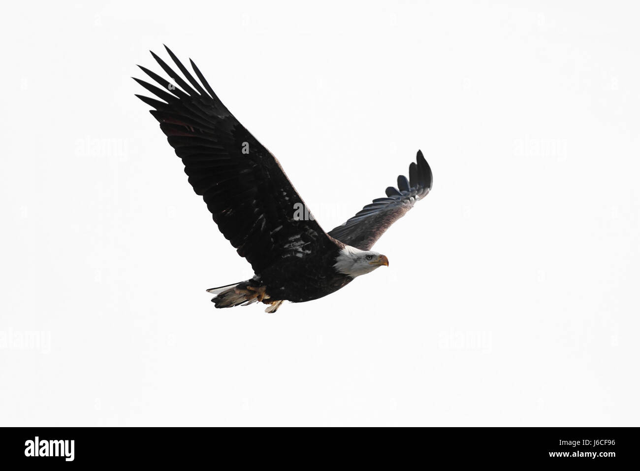 isolated bird wild fish eagle bald white nature isolated animal bird ...