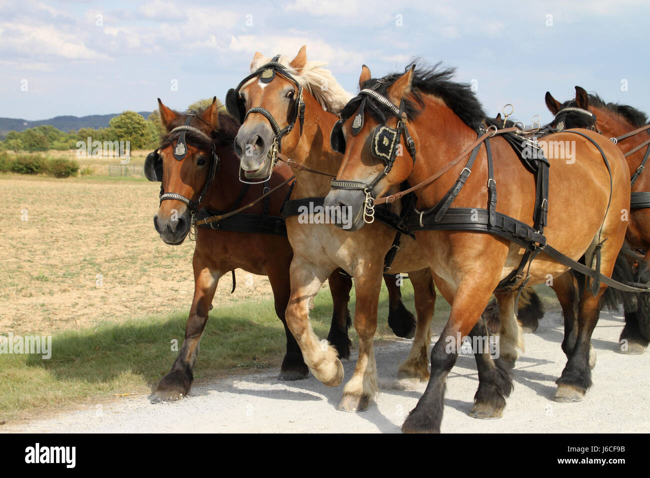Harnessing horses hi-res stock photography and images - Alamy