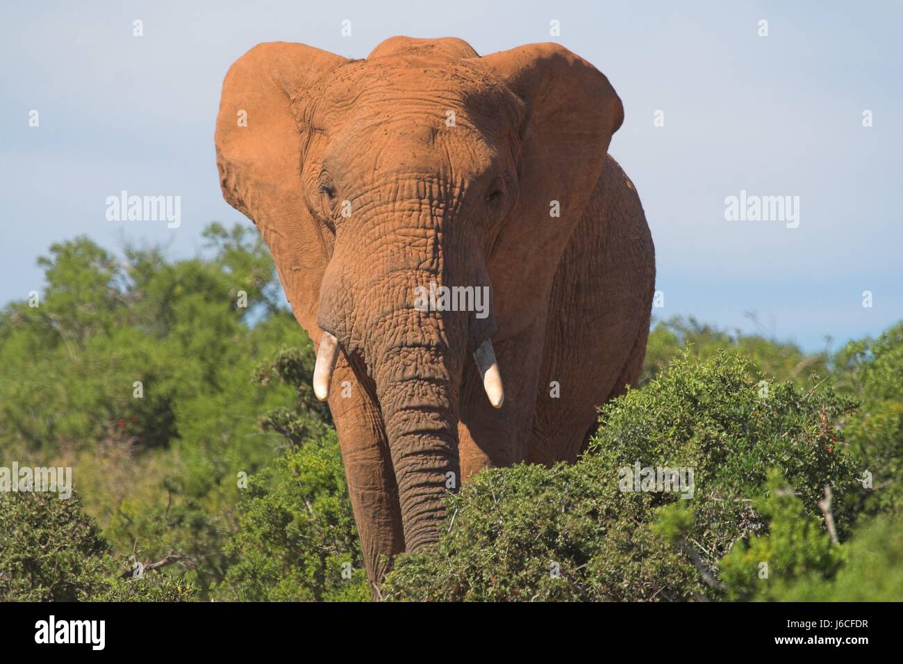 animal wild elephant ivory strong tusks tusk elephants legs travel big ...