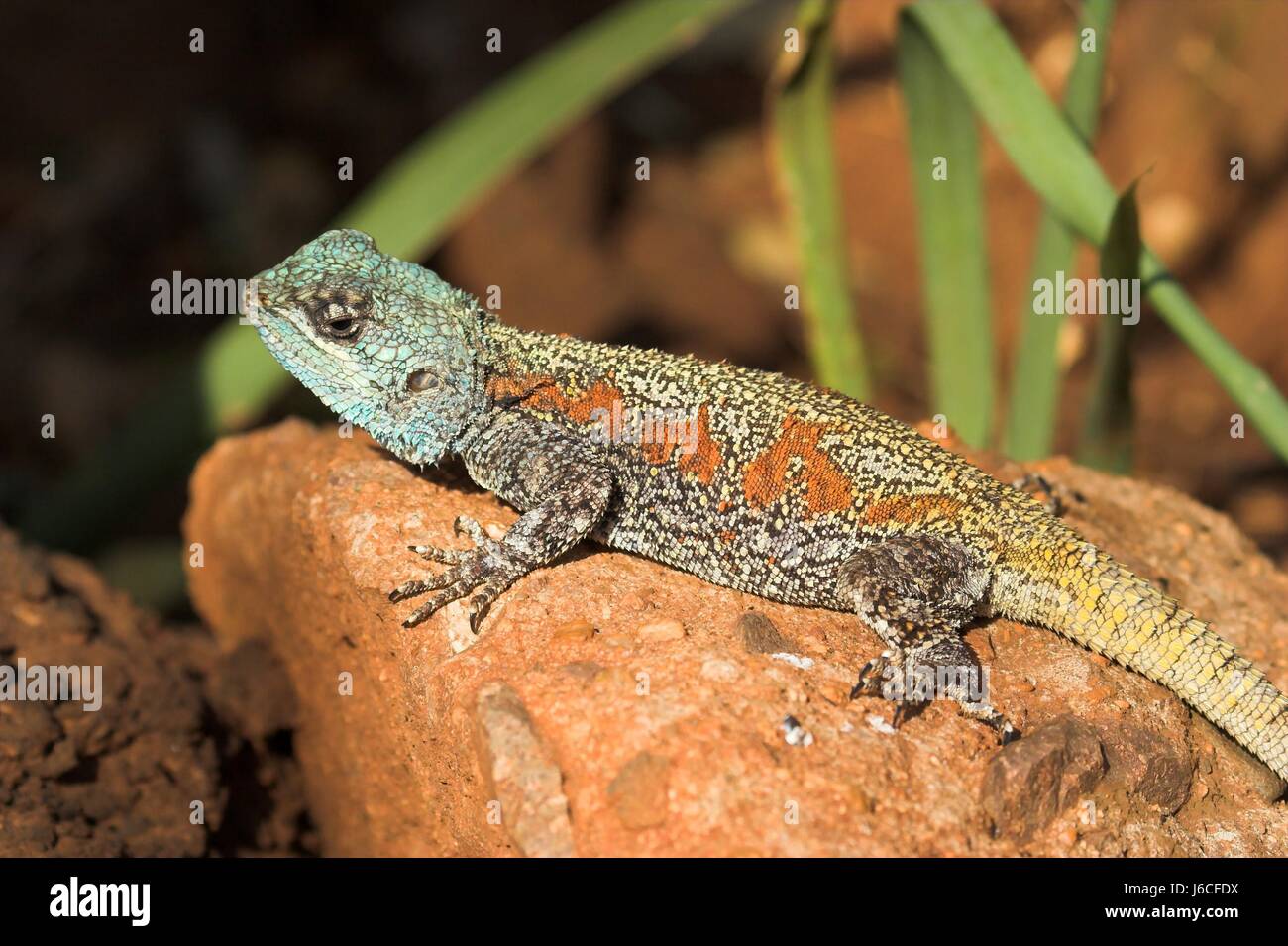 animal reptile africa wildlife predator reptiles danger risk animal ...